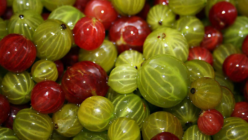 Gyulai Hírlap - Az egres